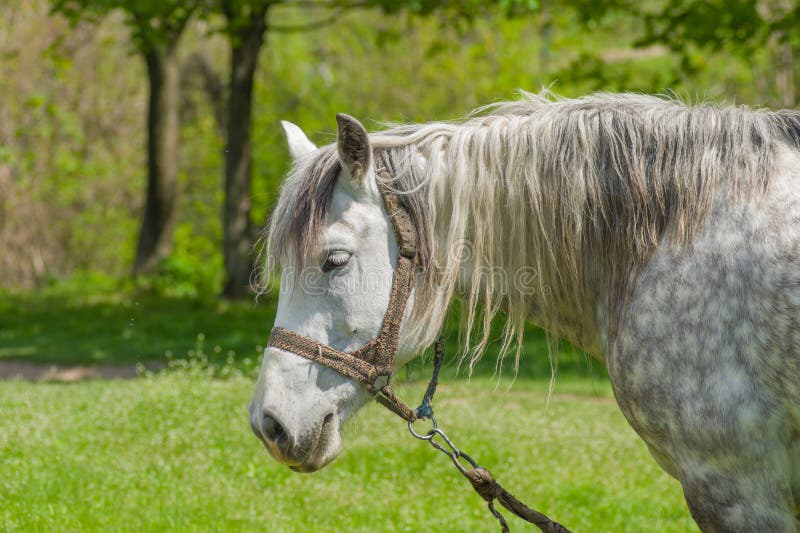 Portrait of dappled mare stock photo. Image of crupper - 51248546