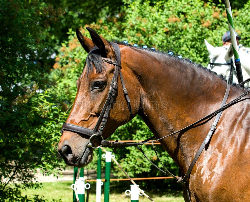 Bay Draft Horse stock photo. Image of summer, draft, horse - 20428262
