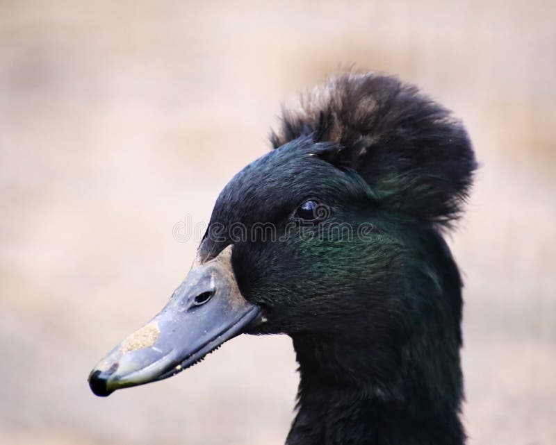 Portrait of Dark Black Duck with Crest Stock Photo - Image of animal ...