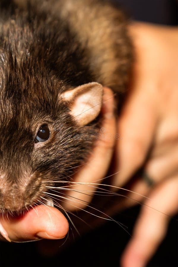 Black Rat in the Hands of a Man with a Bright Red Bloody Eye Looks ...