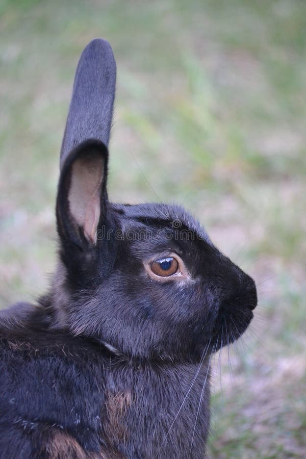 Portrait of a Dark Brown Rabbit from the Side. Stock Photo - Image of ...