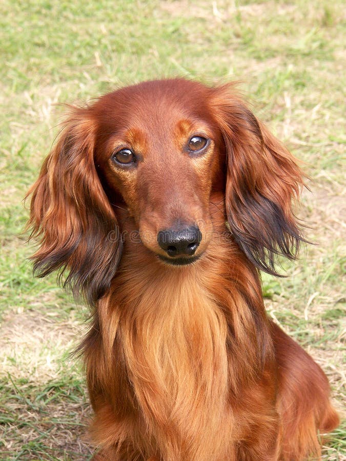 Portrait of Standard Smooth-haired Dachshund Stock Photo - Image of ...