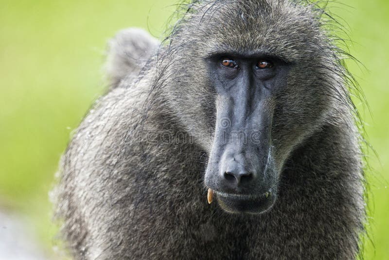 14,715 Babouin Photos libres de droits et gratuites de Dreamstime