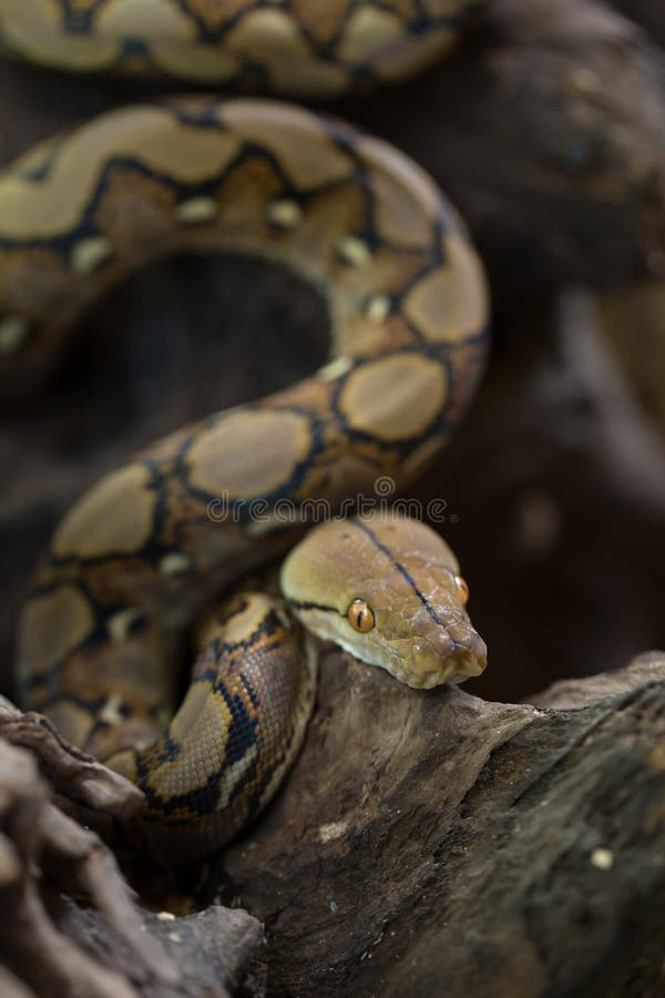 Portrait De Boa, Serpent De Constricteur De Boa Sur La Branche D'arbre ...