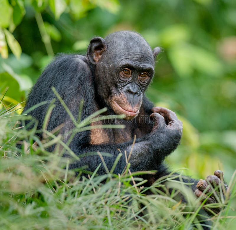 Fin Femelle De Singe De Portrait De Bonobo Image stock - Image du ...