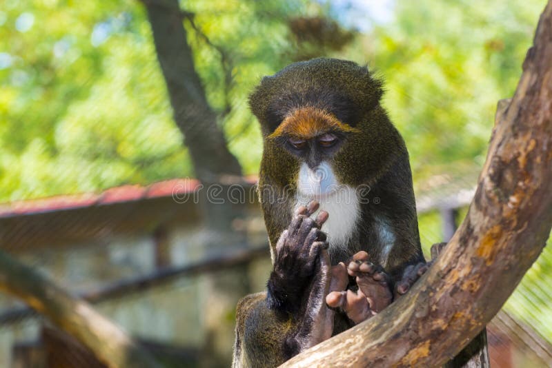 De Brazza`s Monkey, Cercopithecus Neglectus, Sitting on Tree Branch in ...