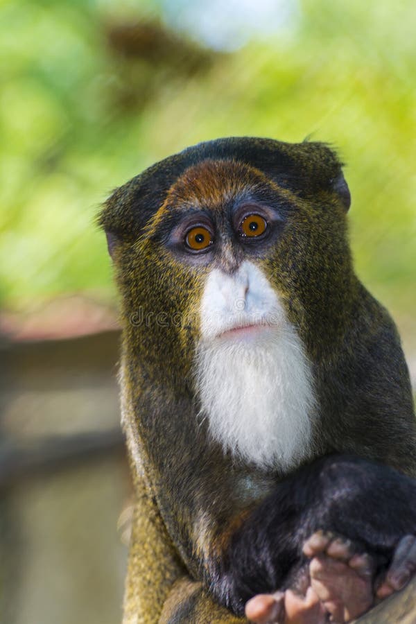 De Brazza`s Monkey, Cercopithecus Neglectus, Sitting on Tree Branch in ...