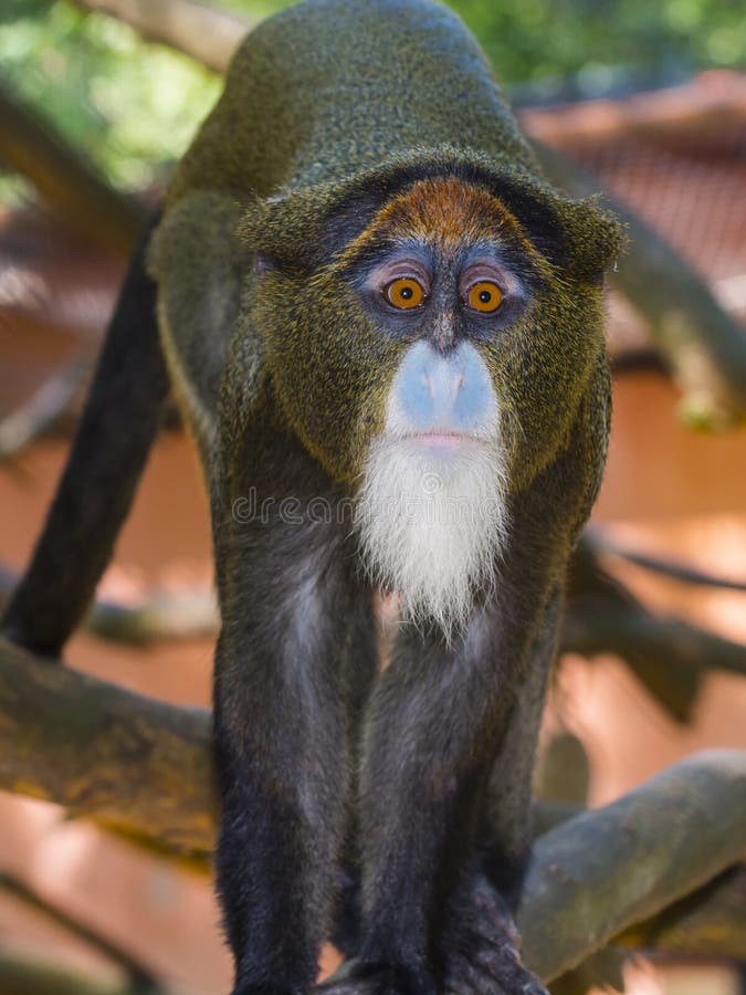 De Brazza s Monkey 4 stock image. Image of brazza, wild - 14655551