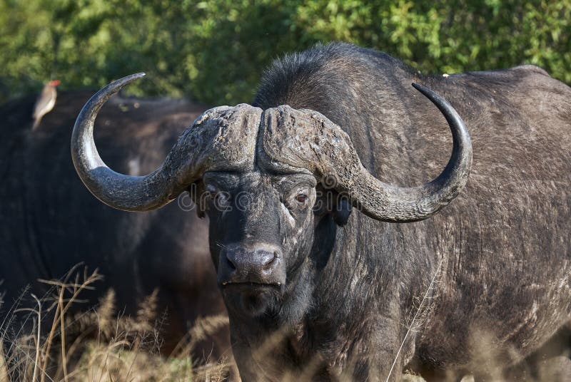 Verticale D'un Buffle Africain Sauvage Photo stock - Image du exotique ...