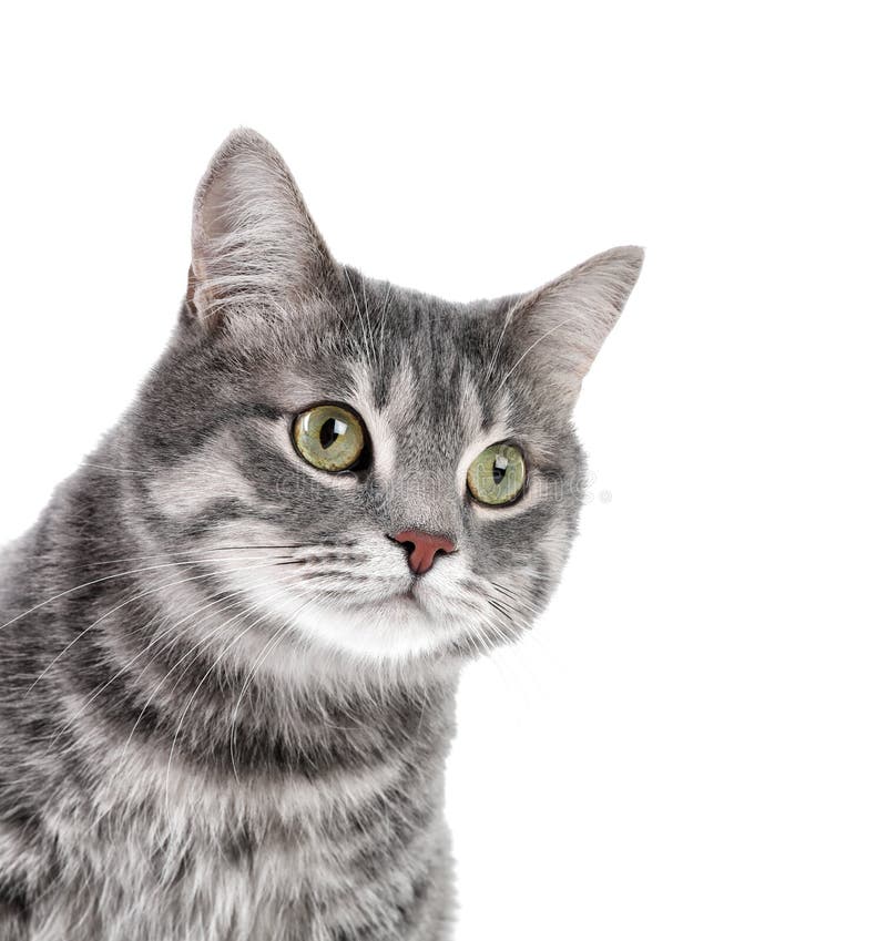 Portrait De Chat Tigré Gris Sur Le Fond Blanc Image stock - Image du ...