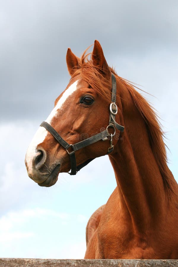 Portrait De Cheval Brun Gentil Dans Le Corral Image stock - Image of ...