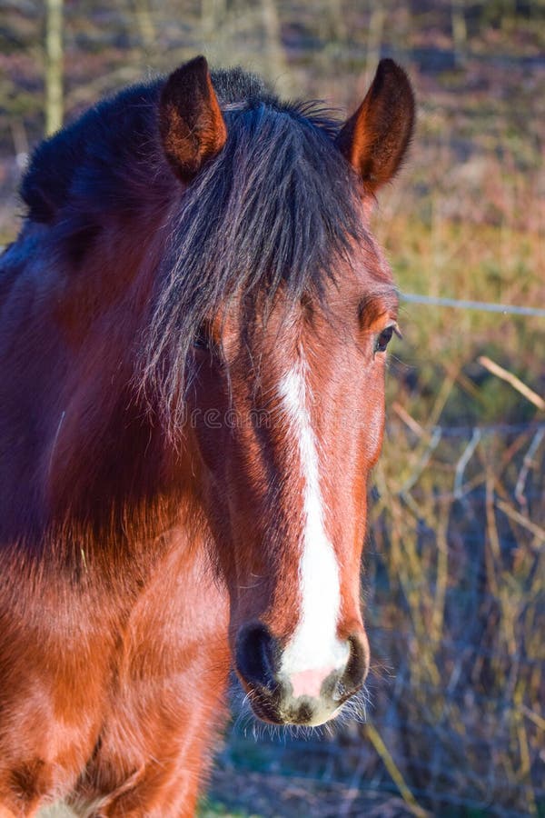Portrait De Cheval De Baie Avec Le Mohawk Image stock - Image du bout ...
