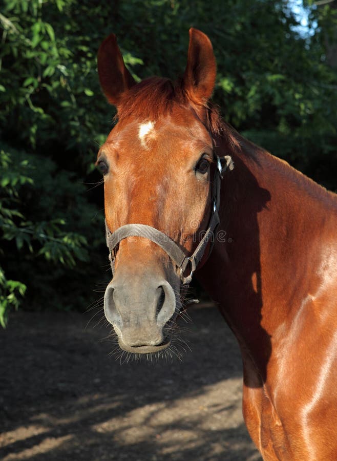 Portrait De Cheval De Course De Pur Sang Image stock - Image du ...
