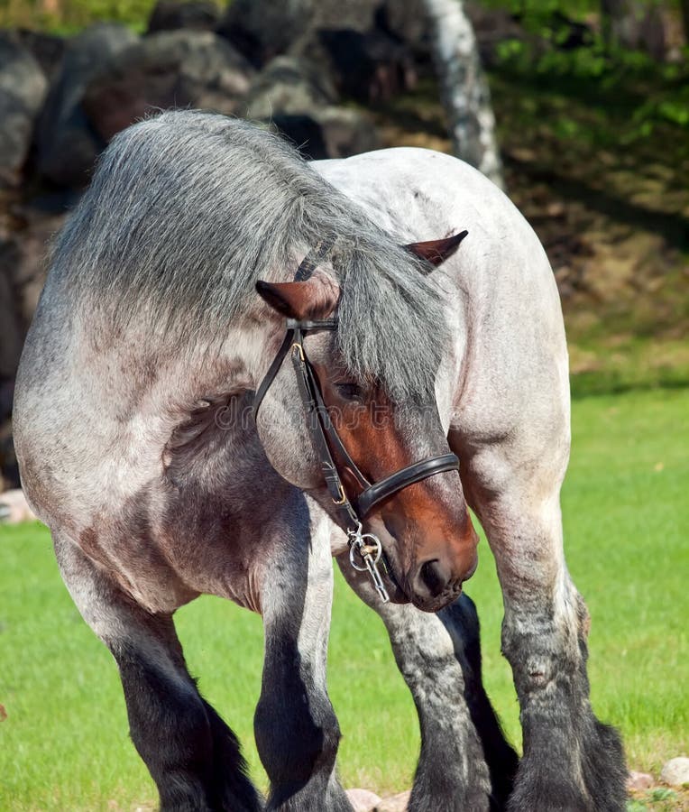 Portrait De Cheval De Trait Belge Photo stock - Image du équestre, noir ...