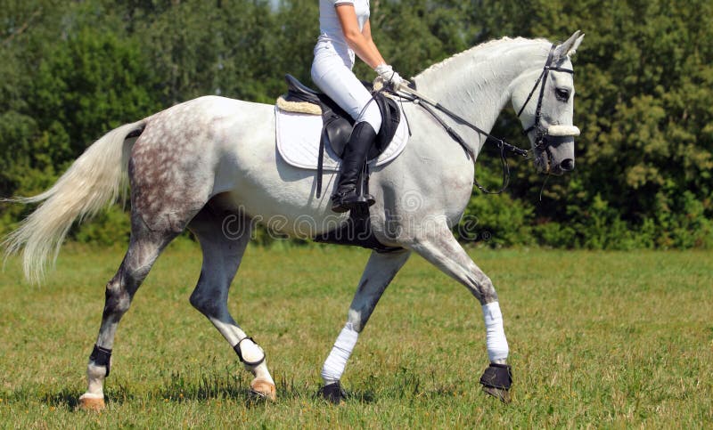 Portrait De Cheval Gris De Dressage Photo stock - Image du ...