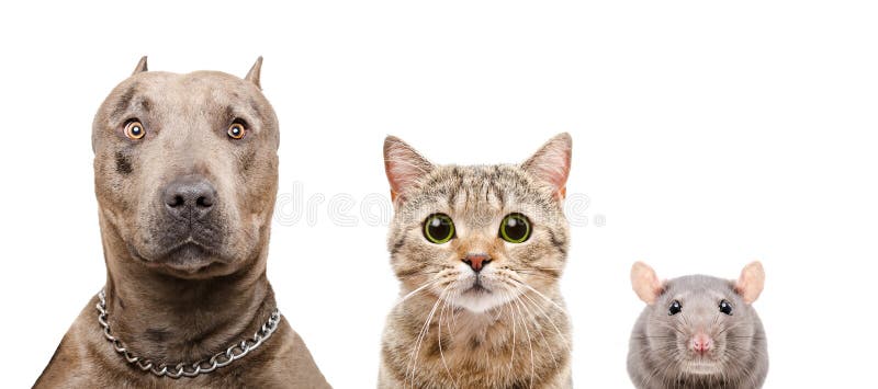 Portrait De Chien, De Chat Et De Rat Photo stock - Image du canin ...