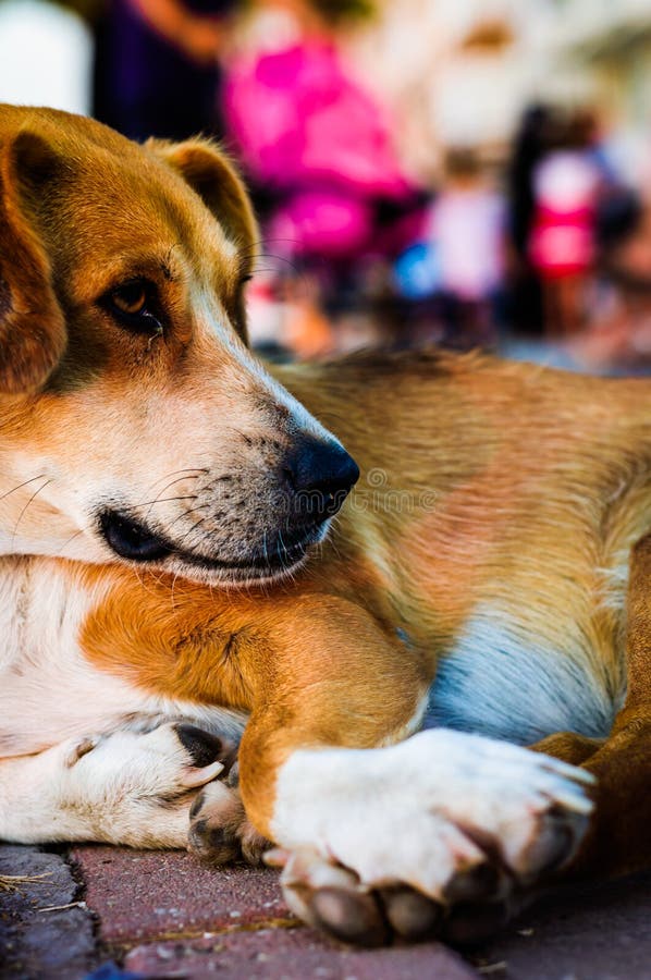 Portrait de chien de rue photo stock. Image du animal - 58716540