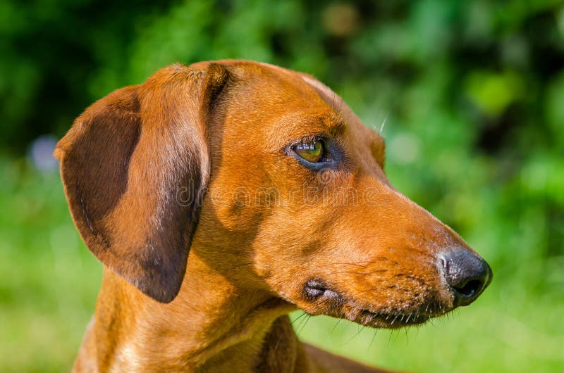 Profil De Teckel Photos Stock - Téléchargez 283 Photos libres de droits