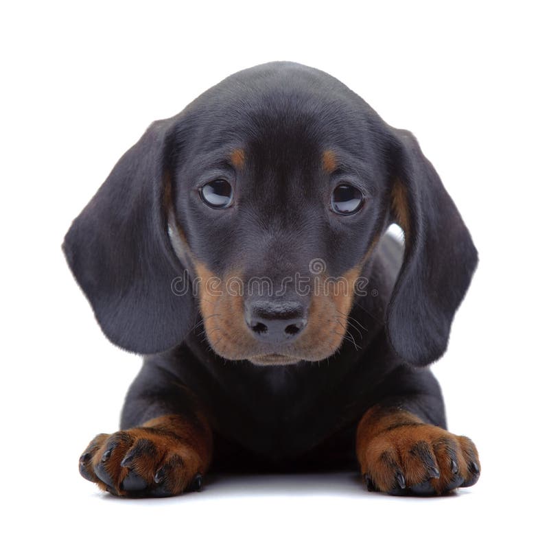 Un Chiot De Chien De La Race Masculine De Teckel, Noir Et Bronzage Sur ...
