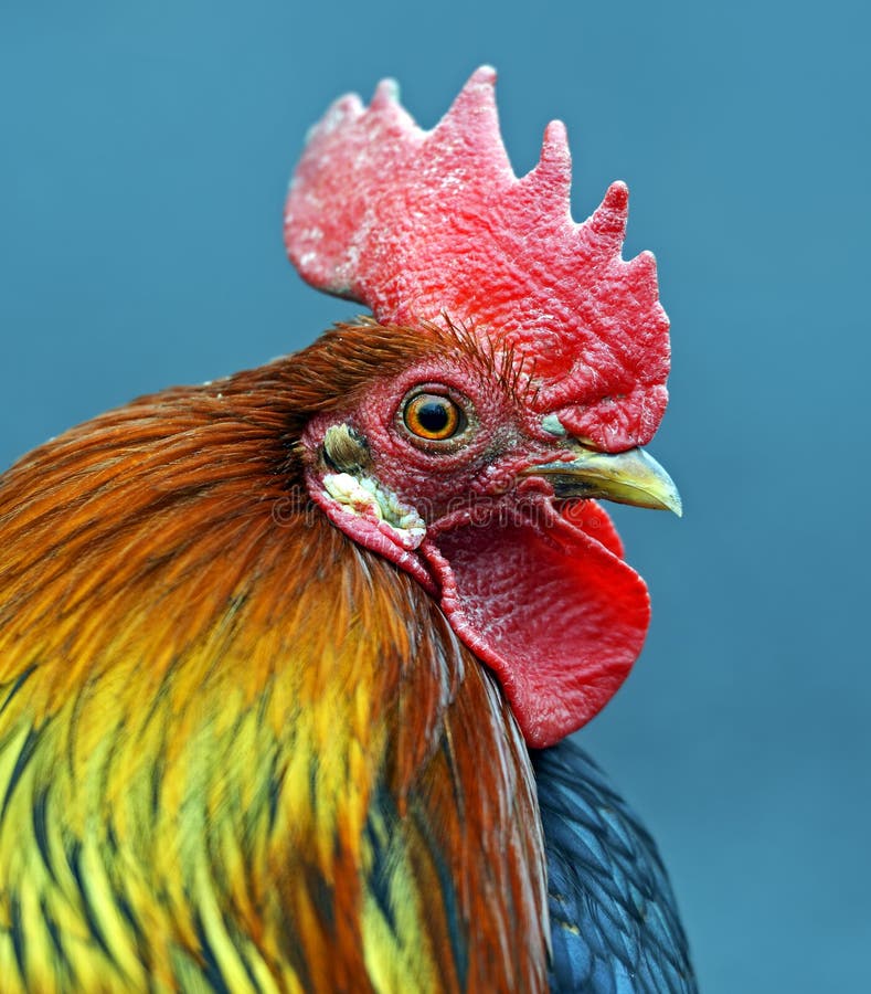 Coq D'animal Familier De Portrait Image stock - Image du ferme ...