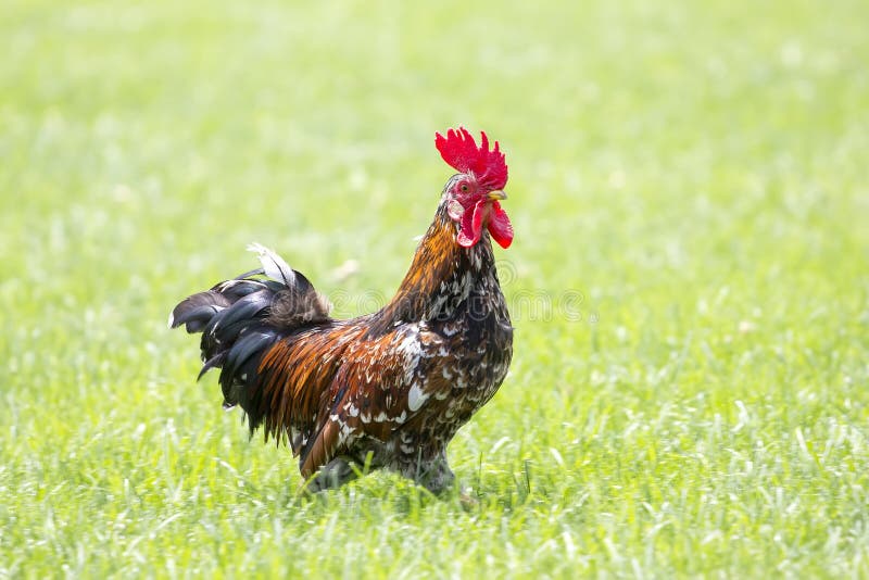 62,192 Coq Photos libres de droits et gratuites de Dreamstime