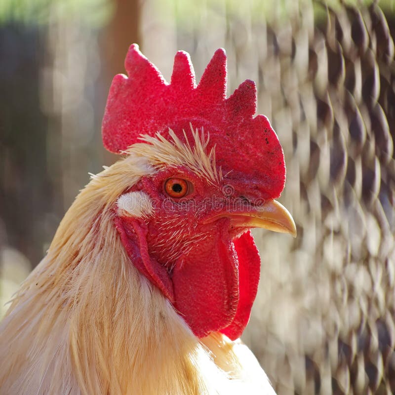 Coq D'animal Familier De Portrait Image stock - Image du volaille ...