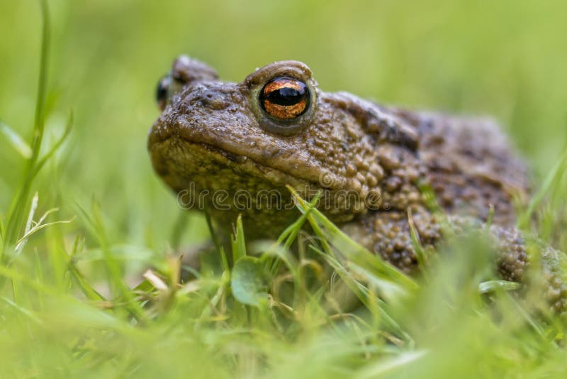 Portrait De Headshot D'un Crapaud Commun Photo stock - Image du ...