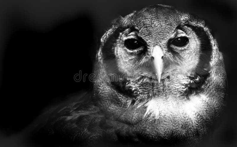 Portrait De Hibou Noir Et Blanc Image stock - Image du jaune, oiseau ...