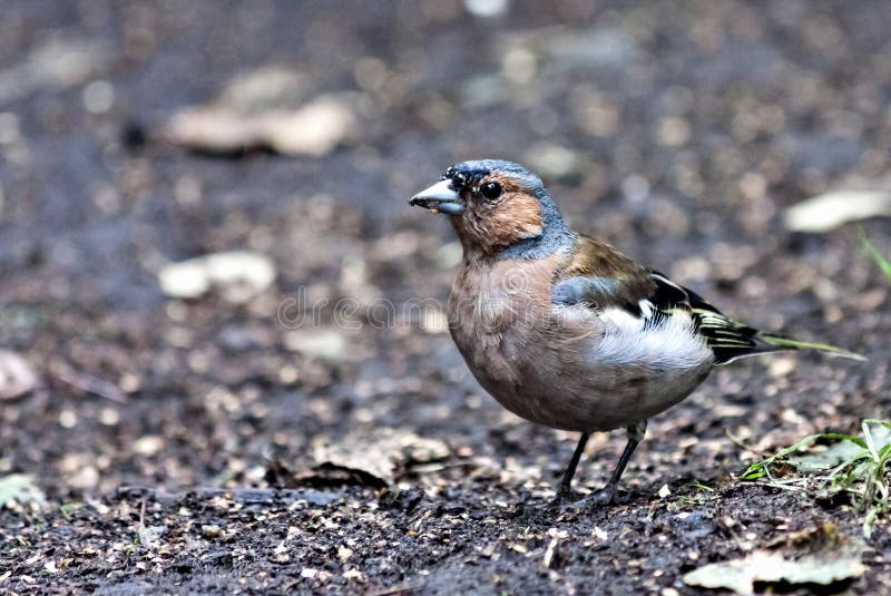 Portrait de jeune pinson photo stock. Image du normal - 126385630