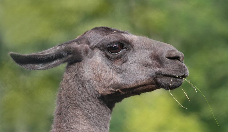 Portrait de lama du profil image stock. Image du laines - 161511947