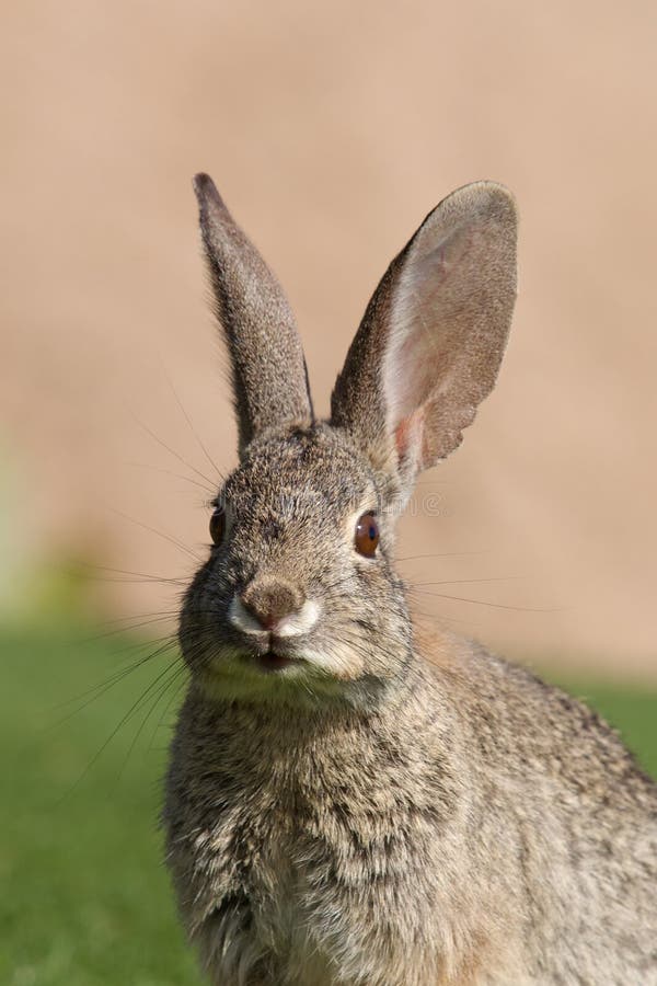 Portrait de lapin photo stock. Image du mammifère, faune - 39377850