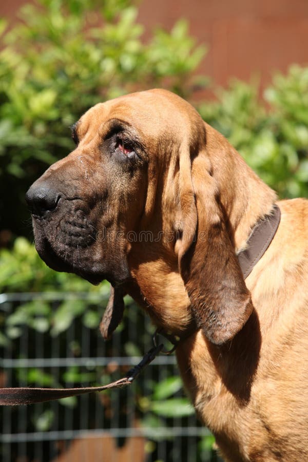 Portrait De Limier Dans Le Jardin Photo stock - Image du repos ...