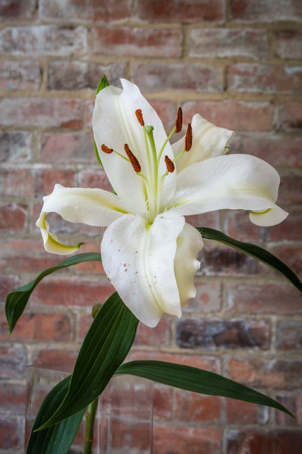 Lis blanc ouvert image stock. Image du jardin, vert, centrale - 53909703