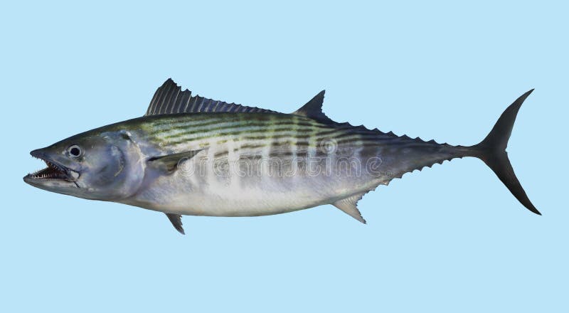 Poisson Cru, Bonito, D'isolement Sur Le Blanc Image stock - Image du ...