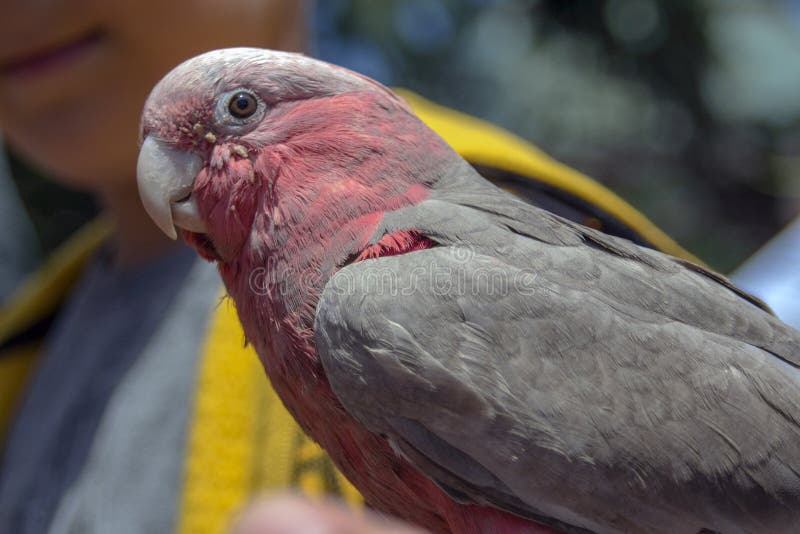 264 Photos de Perroquet Rose Et Gris - Photos de stock gratuites et ...