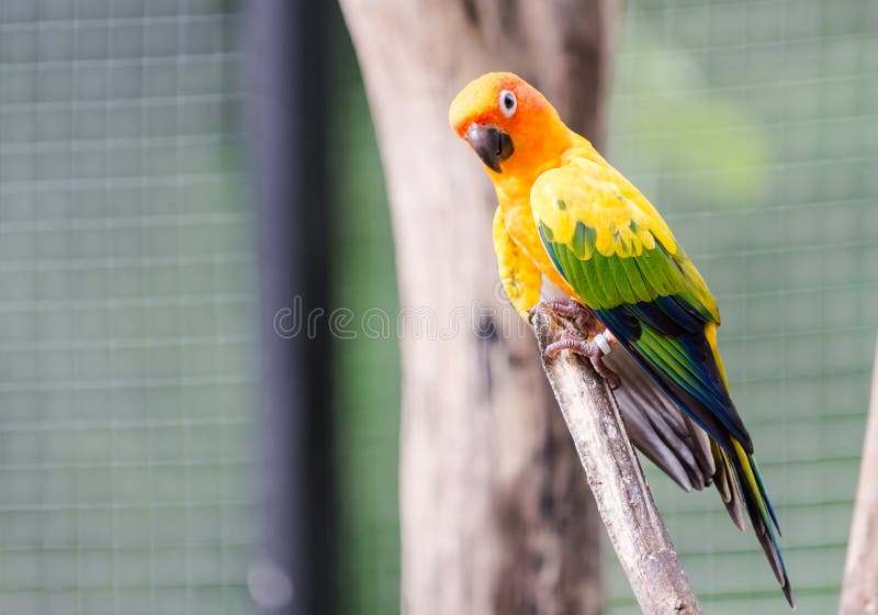 Portrait De Perruche Photos Stock - Téléchargez 226 Photos libres de droits