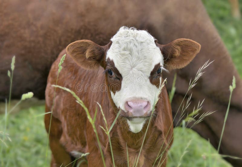 Portrait De Petit Veau Mignon Photo stock - Image du laiterie, chéri ...