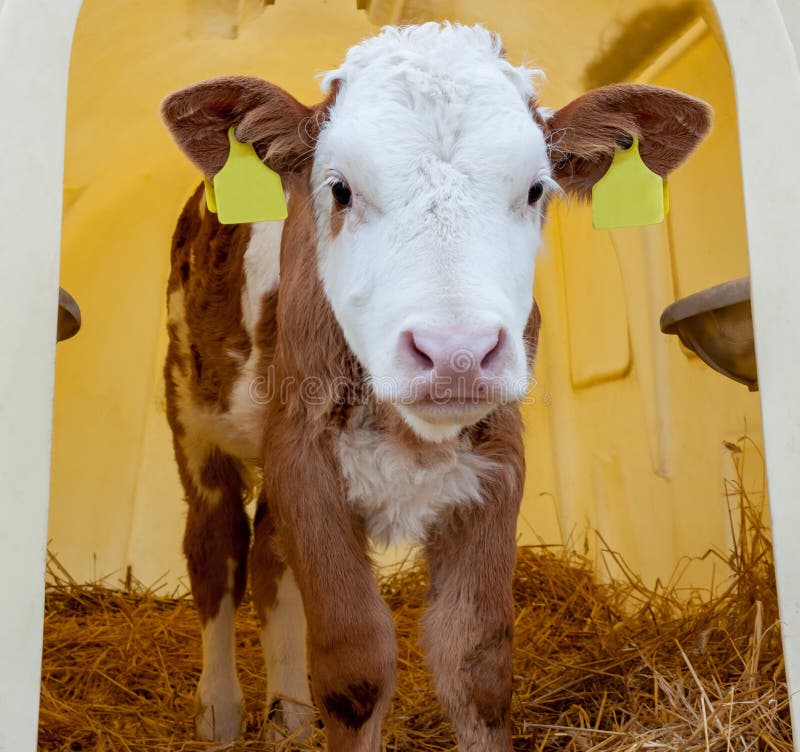 Portrait De Petit Veau Mignon Photo stock - Image du animal, verticale ...