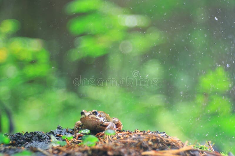 Grenouille sous la pluie photo stock. Image du oeil, mousse - 60009158