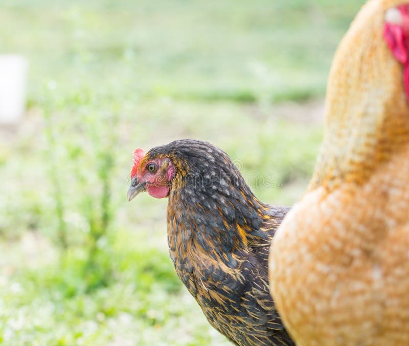 Portrait De Poulet De Ferme Image stock - Image du avien, nourriture ...
