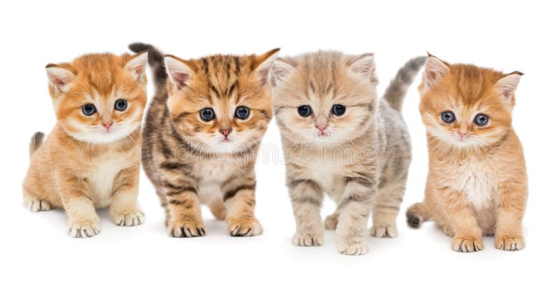 73,577 Photos de Chatons - Photos de stock gratuites et libres de ...