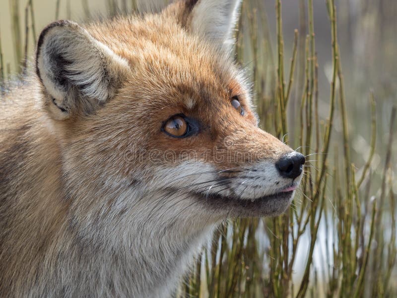Portrait De Renard Rouge (vulpes De Vulpes) Photo stock - Image du ...