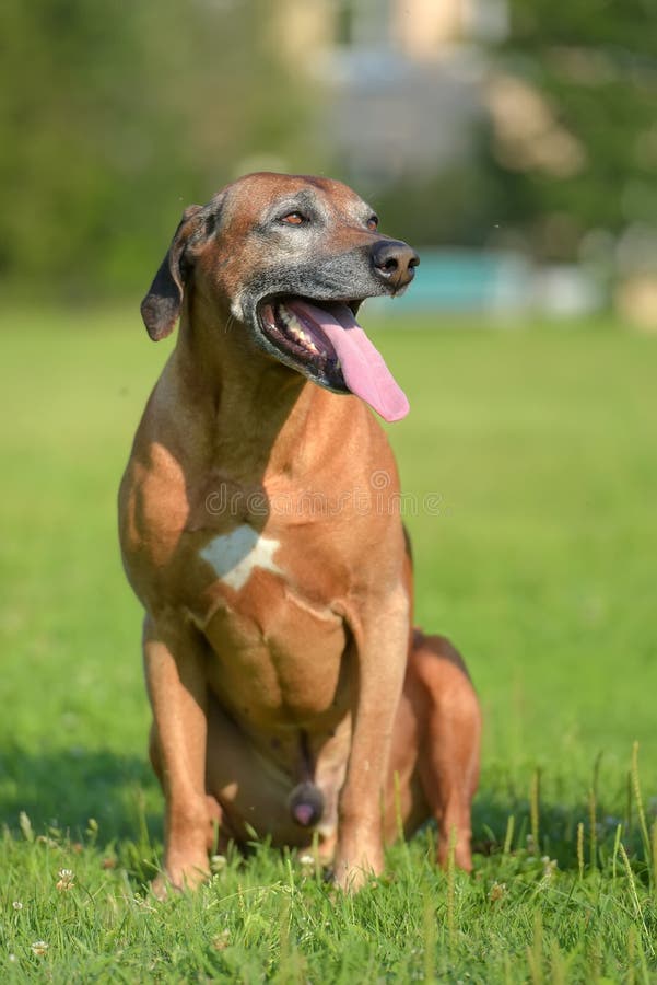 Jouer Adorable De Chiots De Rhodesian Ridgeback Image stock - Image du ...