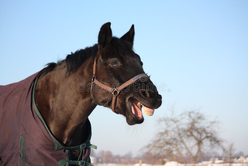 Rire De Cheval Photos Stock - Téléchargez 1,745 Photos libres de droits