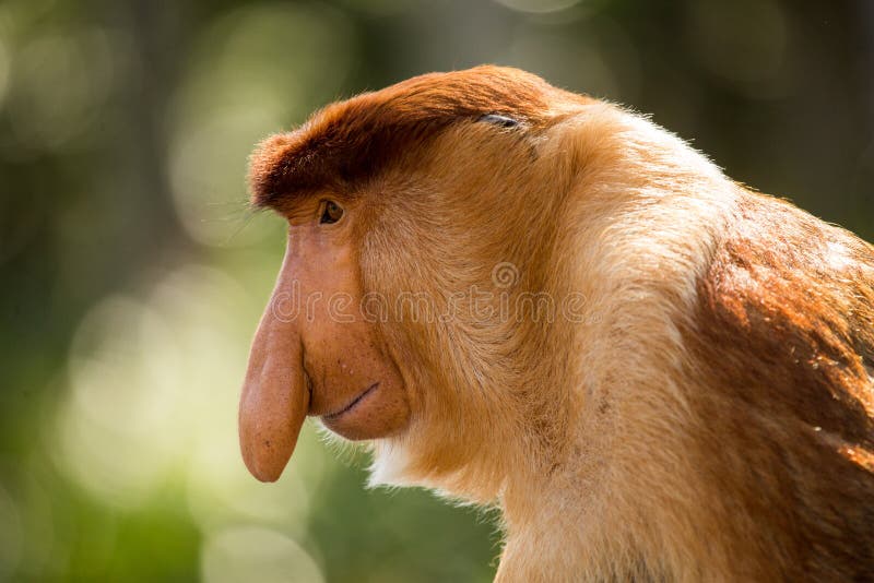 Portrait De Singe Au Nez Long Fabuleux Photo stock - Image du seul ...