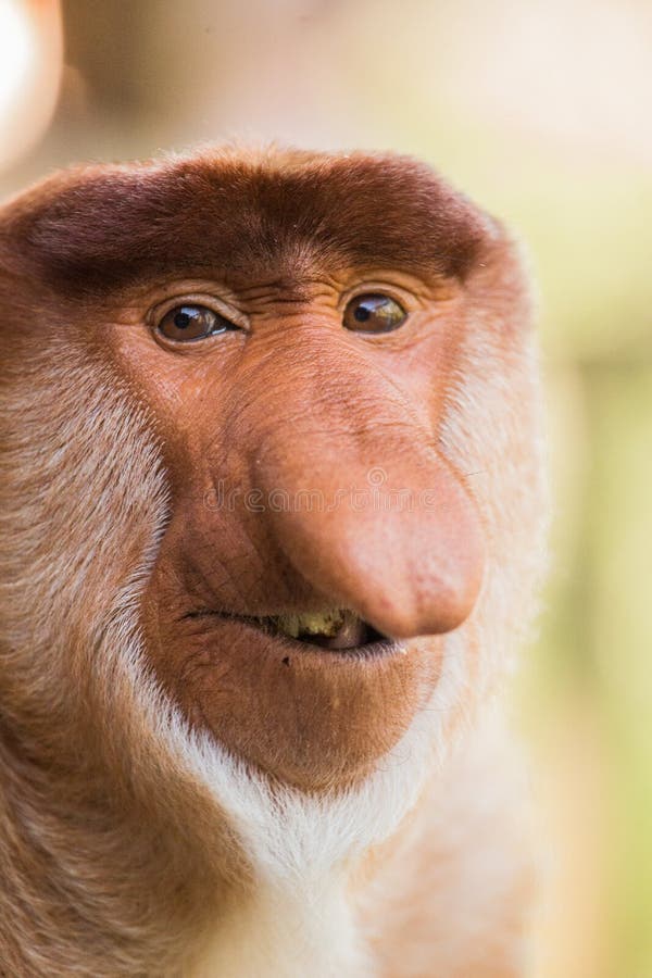 Portrait De Singe Au Nez Long Fabuleux Image stock - Image du calme ...