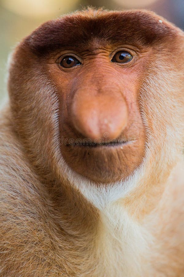 Portrait De Singe Au Nez Long Fabuleux Image stock - Image du animal ...