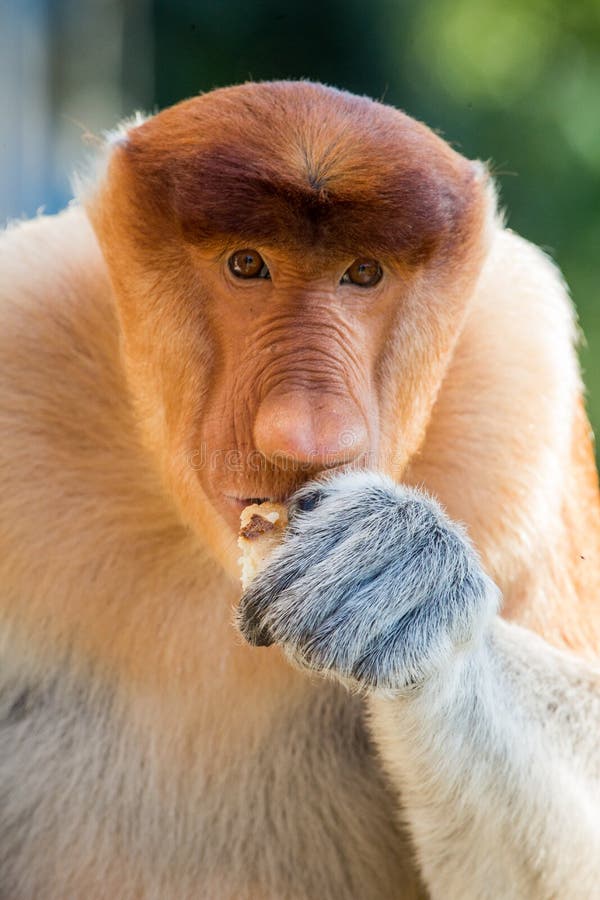 Portrait De Singe Au Nez Long Fabuleux Image stock - Image du calme ...