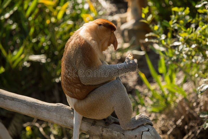 Portrait De Singe Au Nez Long Fabuleux Image stock - Image du calme ...
