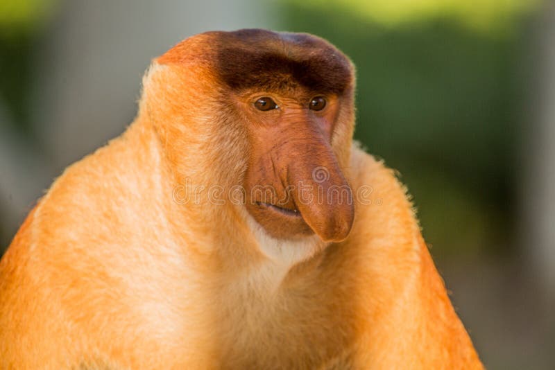 Portrait De Singe Au Nez Long Fabuleux Photo stock - Image du seul ...